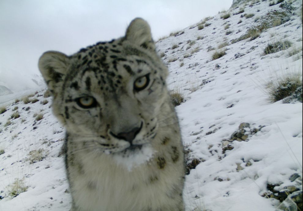Snow Leopard of Central Asia: Mysterious Life of a National Symbol ...
